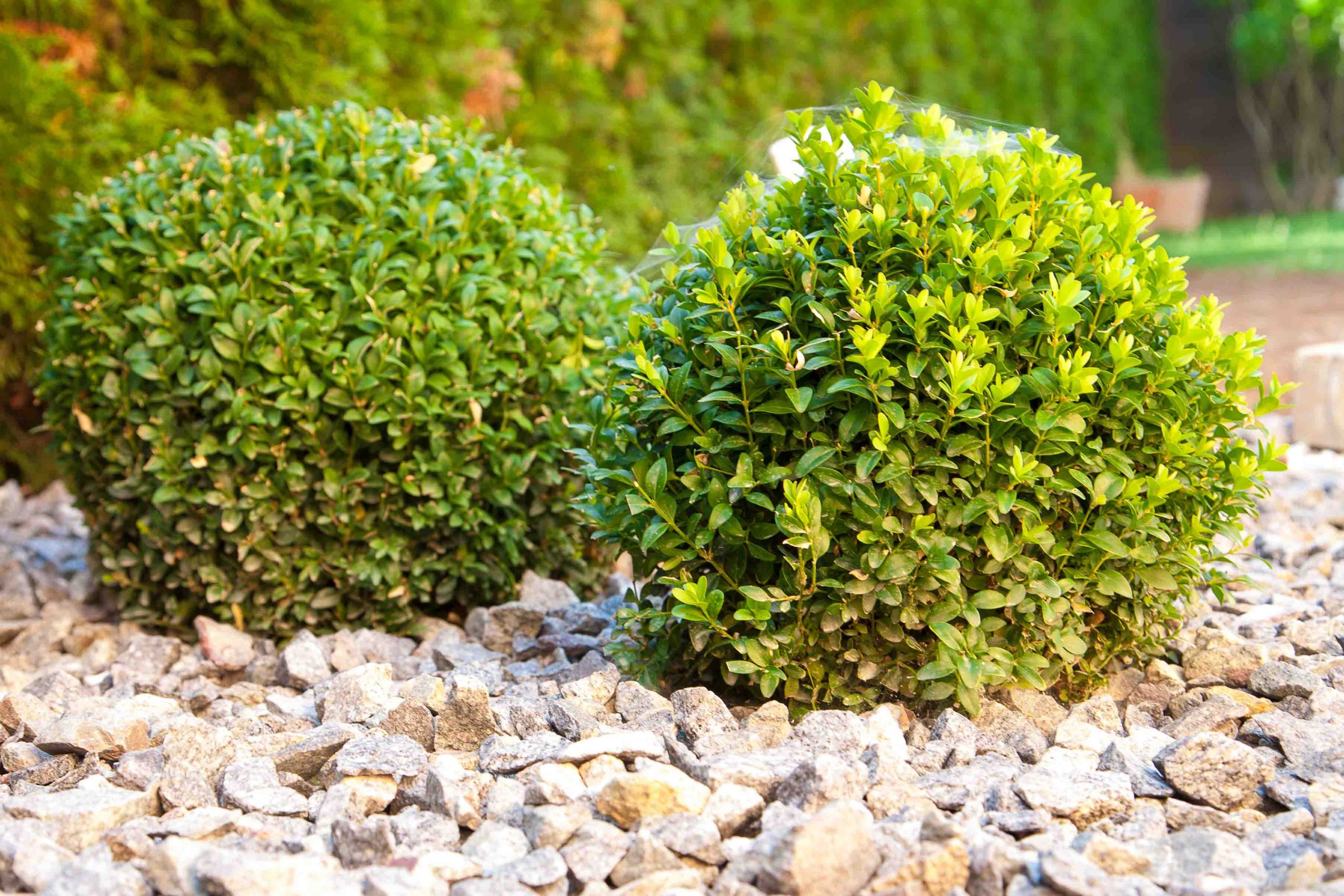 Projekt Nummer Sechs - Oliver Baur - Gartenbau | Gartenplanung ...